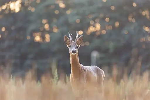 Pourquoi nommer permet de mieux observer la nature
