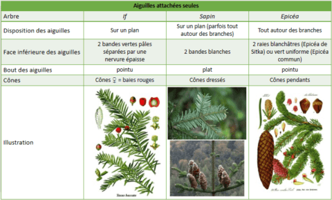 Sapin, épicéa, pin ... comment reconnaître les conifères ? - Dessiner la nature