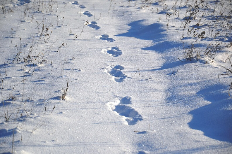 Que font les animaux en hiver ? Leurs stratégies et ce que l’on peut ...